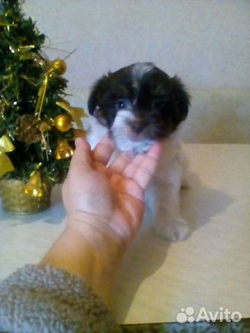 Мишка топтышка под елочку