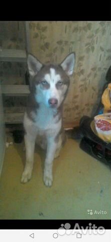 Щенок хаски