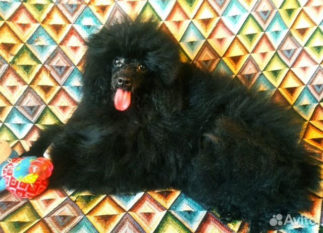 Щенок карликового пуделя, черная девочка