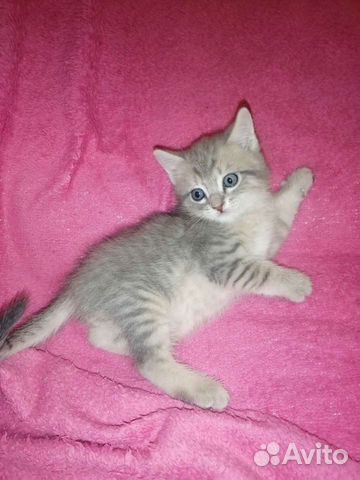 Котик в дар