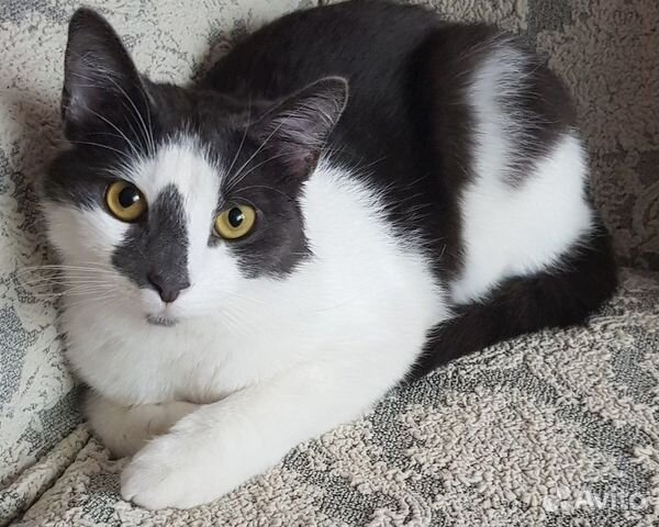 Домашний котенок спасен с улицы, 6 ме. кастрир