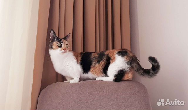 Девочка манчкин Абигель