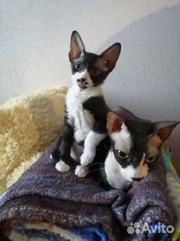 Котёнок. Мама, папа сфинксы