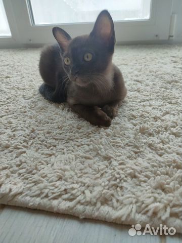 Бурманская кошка