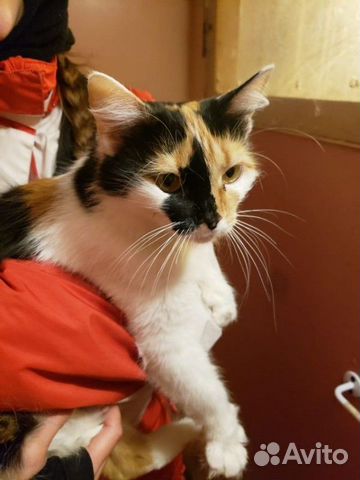 Кошечка Красава