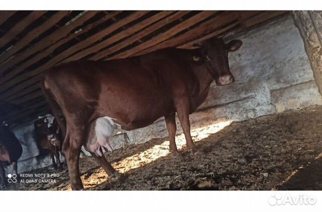 Домашние животные коровы