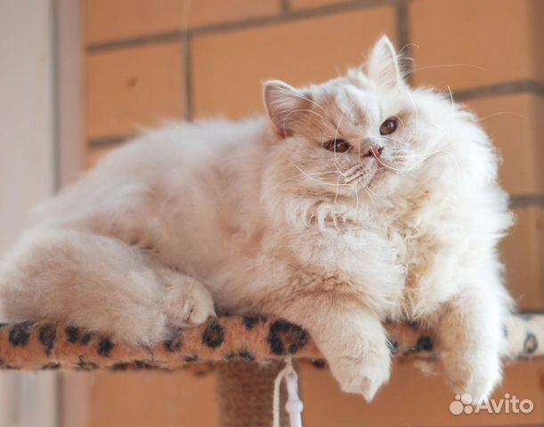 Эксклюзив