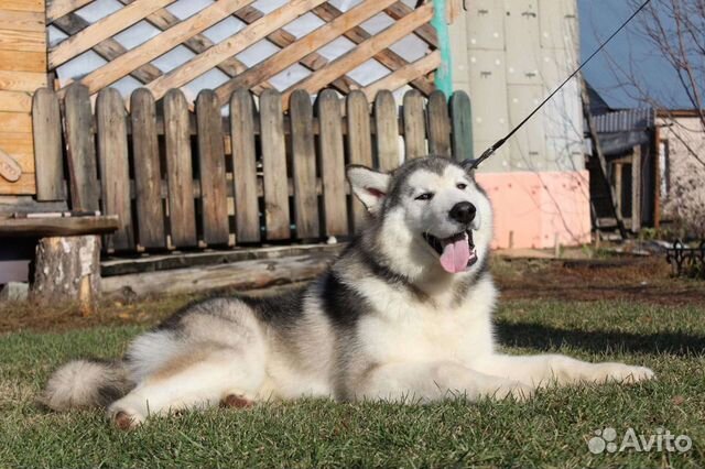 Аляскинский маламут
