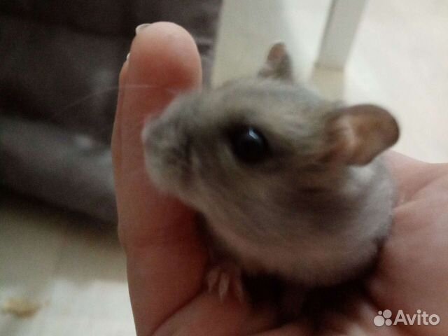 Джунгарский хомяк с клеткой