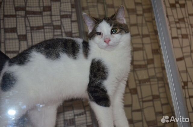 Мусик в добрые руки