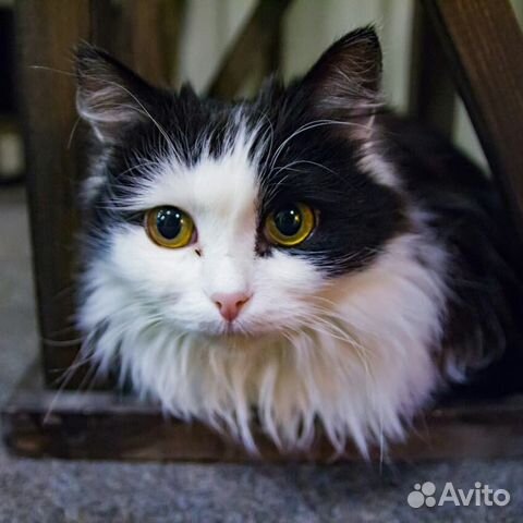 Кошка Сопия в добрые руки