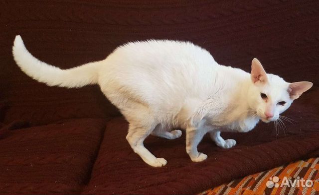 Ориентальная кошка