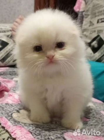 Кошки шотландцы вислоухие