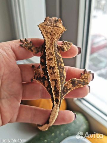 Реснитчатве бананоеды, самки, самцы, н/о