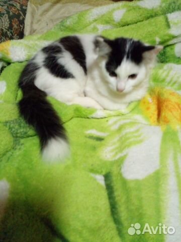 Котенок кошечка Тиша в добрые руки