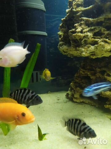 Рыба, аквариуи