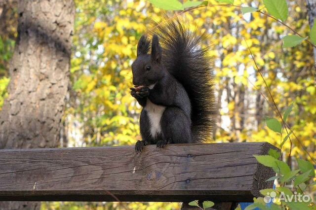 Алтайская черная белка