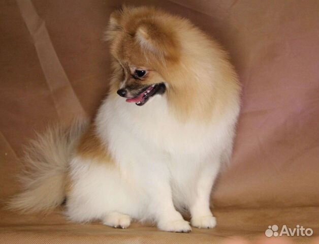 Подрощенный мальчик шпиц мини