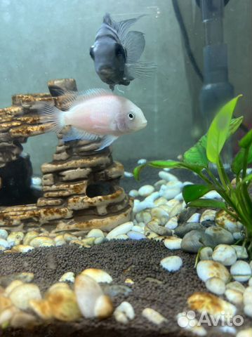 Взрослые цихлиды