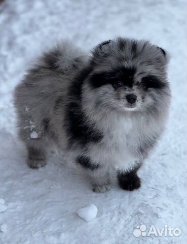 Щенки померанского шпица