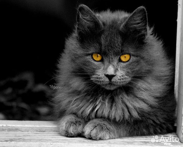 Курильский бобтейл