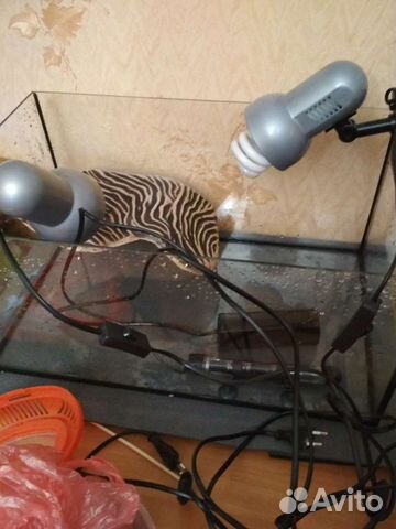 Черепашки аквариум для черепах