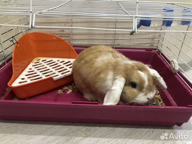 Кролик декоративный