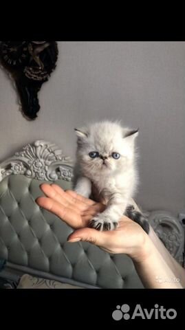 Экзотическая девочка