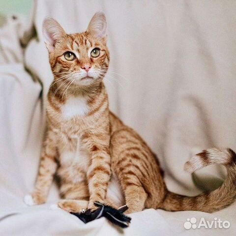 Невероятный друг Честер