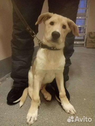 Собака в добрые руки