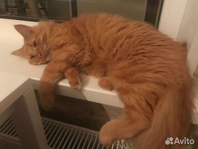 Шикарный Бениамин