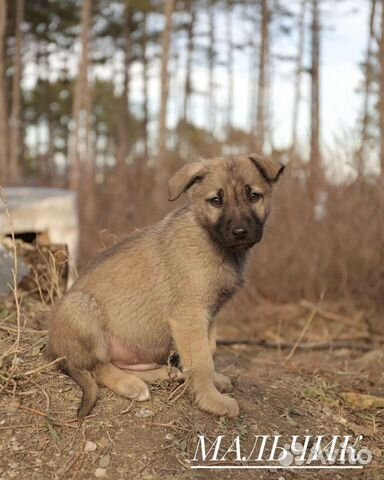Собаки бесплатно в добрые руки щенки