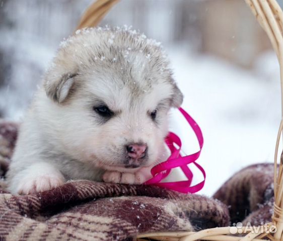 Аляскинский маламут