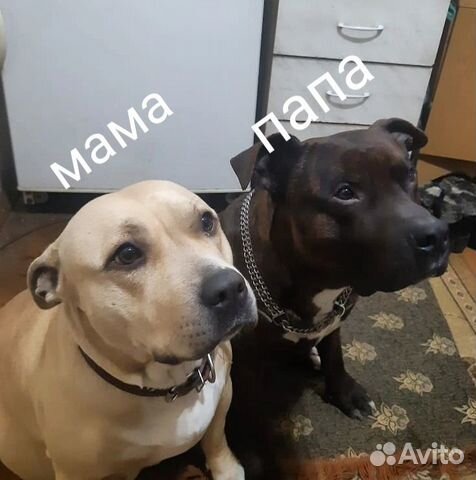 Стаффордширский терьер щенки