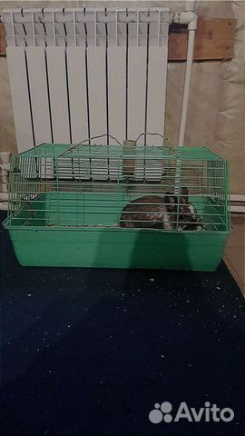 Кролик с клеткой