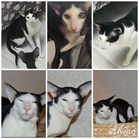 Ориентальный котик биколор на вязку