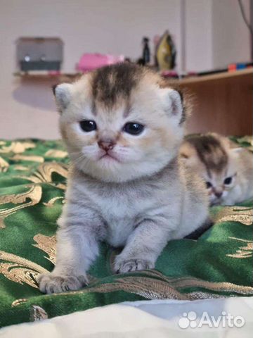 Котята золотая шиншилла