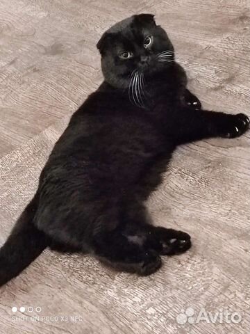 Шотландский вислоухий кот в дар