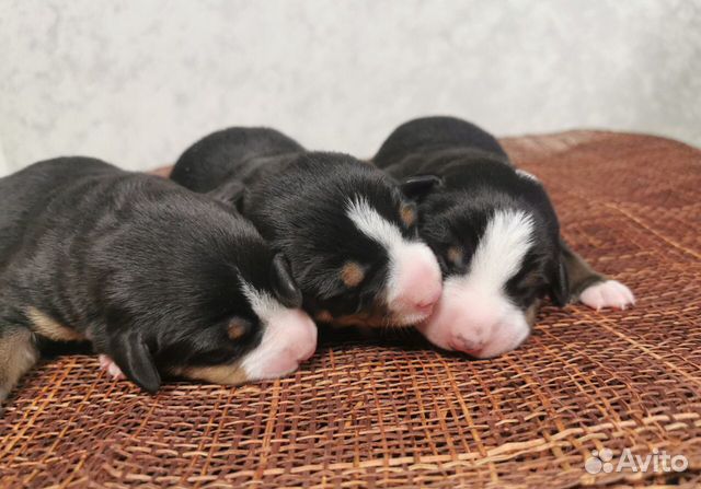 Щенки энтлебухера
