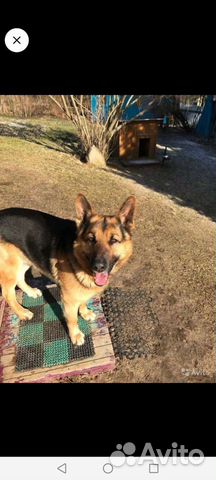 Собаки в дар бесплатно