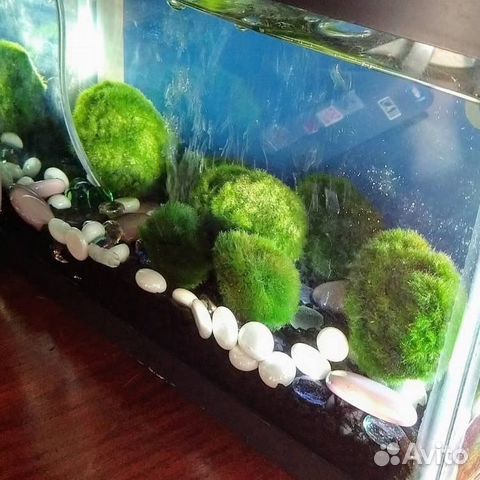 Растение для аквариума кладофора XL