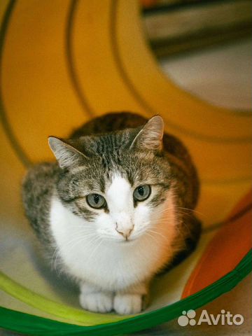 Кот
