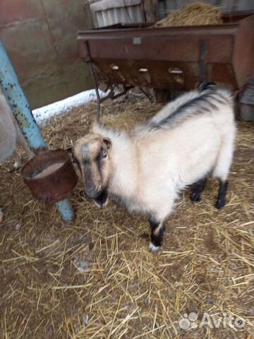 Нубийский козел