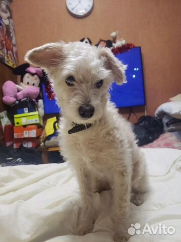 Маленькая собака Умка