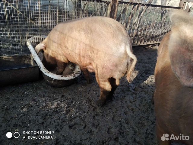 Хряк породы дюрок