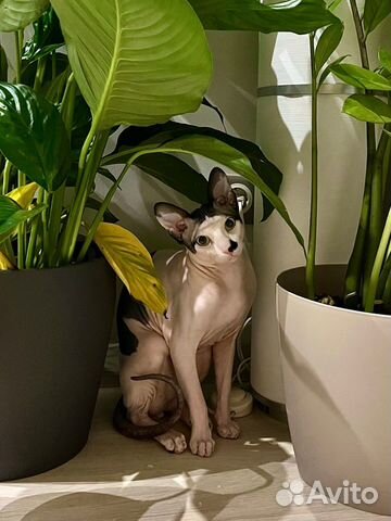 Донской сфинкс вязка