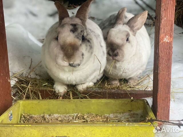 Кролики ищут семью