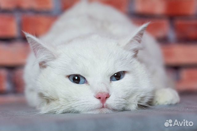 Шикарный Зефир 1 годик