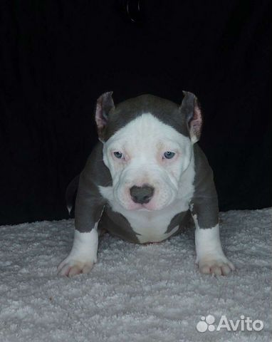 Ам.булли мальчик