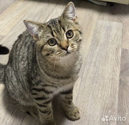 Кошки в добрые руки смесь британки и шиншиллы